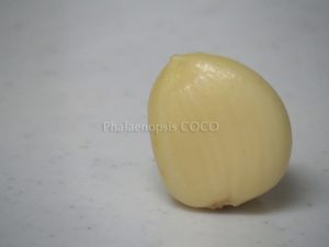 20180726_garlic_eye | Phalaenopsis COCO